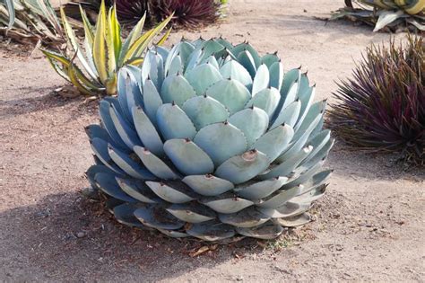 22 Cold Hardy Agave Plants That Can Survive Freezing Temperatures