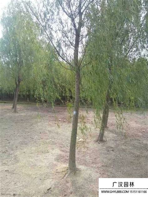 垂柳树适合种在什么地方 百问百答 沭阳县广汉园林苗木场
