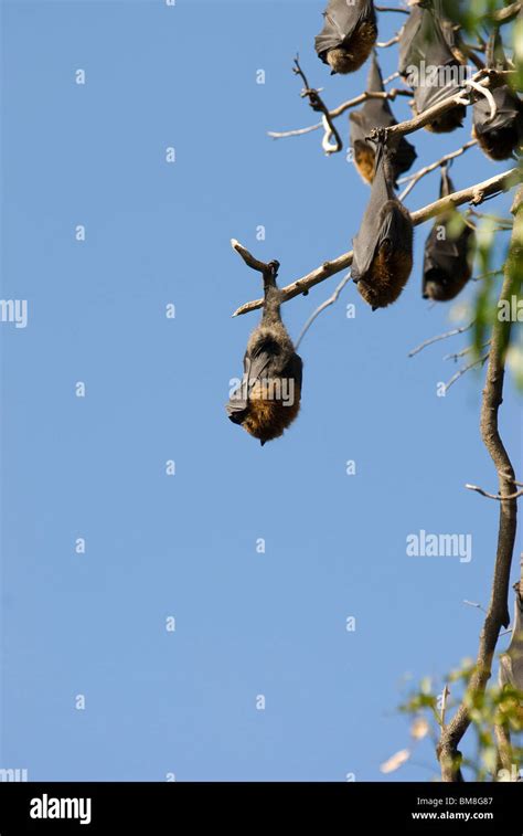 Grey Headed Flying Fox Pteropus Poliocephalus Botanical Gardens Sydney