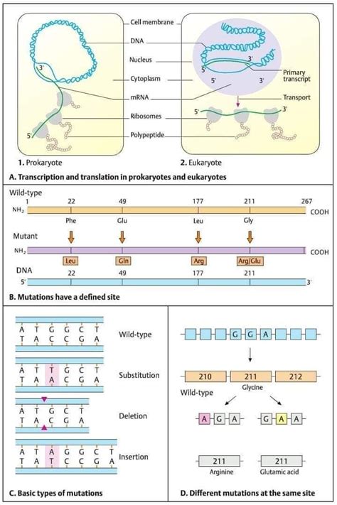 Hanaa Fayed On Linkedin Genes And Mutation‼ Mutation A Term Introduced By H De Vries In 1901…