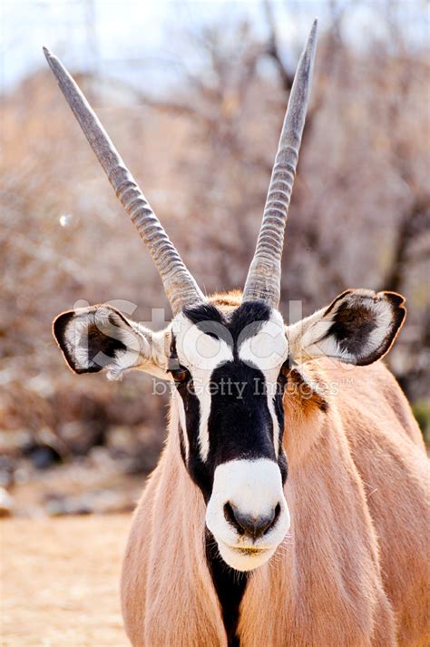 Oryx Skirmishing In The Kgalagadi Stock Photo Royalty Free FreeImages