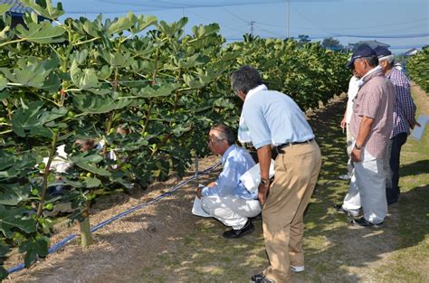 Jaグループ新潟 高品質イチジク生産を 機械化対応の園地整備学ぶ 新潟県果振協と全農にいがたが研修会