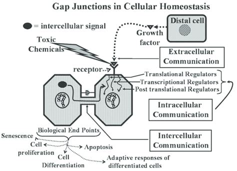 Gap Junctions In Cellular Homeostasis Extracellular Signals Such As Download Scientific