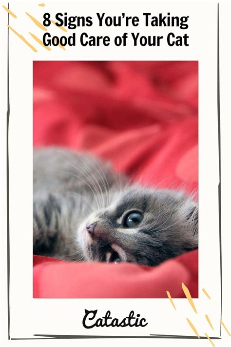 Why Do Cats Like To Cuddle 7 Surprising Reasons Artofit