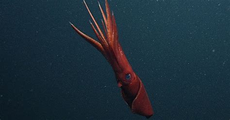 For This One Squid Species Any Sex Will Do CBS News