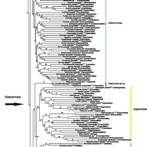 Phylogenetic Tree From Maximum Likelihood Analysis Of Combined