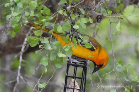 Altamira Oriole Big Year Birding
