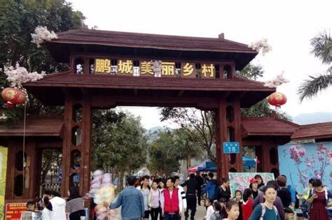 深圳哪里有樱花看：深圳最好看的千亩花海，错过了又得盼一年！