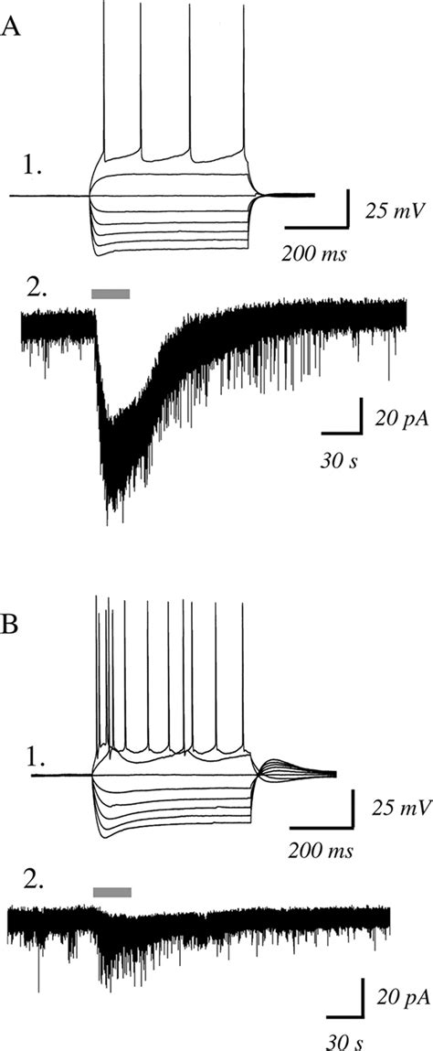 Developmental Excitation Of Corticothalamic Neurons By Nicotinic