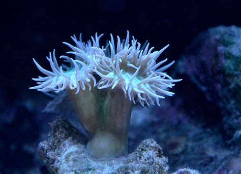 My Newest Coral In The Tank A Duncan Duncanopsammia Axifuga An Lps