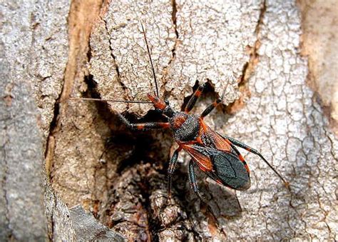 Termite Assassin Bug Tegea Atropicta
