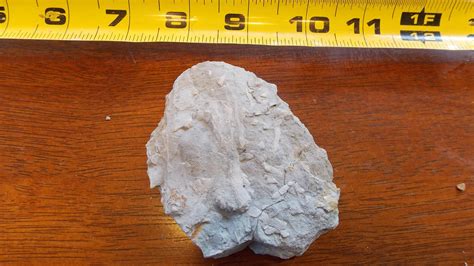 Bryozoa Fossil Id The Fossil Forum