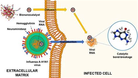 Inhibition Of Influenza A H1n1 Virus Infection By Pttio2 Sio2