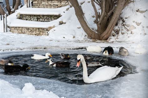 Swans And Ducks Floating On The Water Of A Small Home Pond Wild Birds