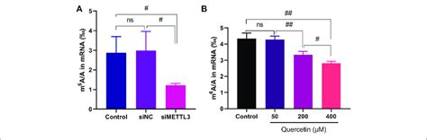 Cellular Activity Of Sirna Mediated Mettl3 Knockdown And Mettl3