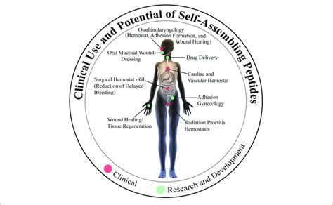 Current And Future Clinical Uses Of The Self Assembling Peptide