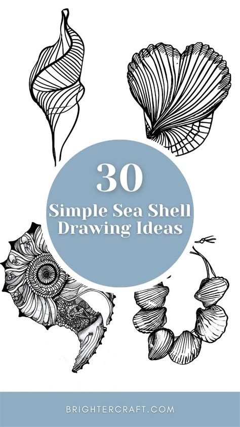 30 Simple Sea Shell Drawing Ideas Artofit