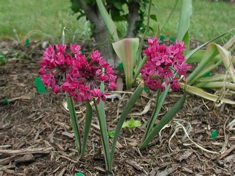 Allium Oreophilum Alchetron The Free Social Encyclopedia