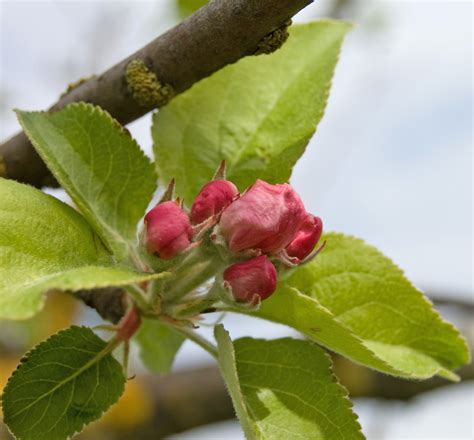 Tree Red Blossom Free Image Download