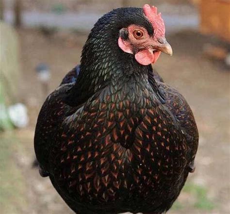 تعبیر خواب خروس سیاه امام صادق خروس از نظر حضرت یوسف آزمودگان