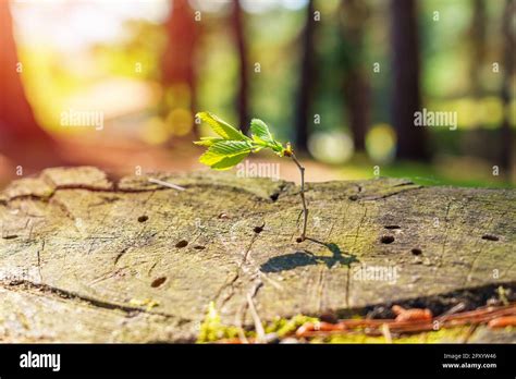 Green Leaf Sprouting On A Felled Tree Closeup Conceptual View Fight