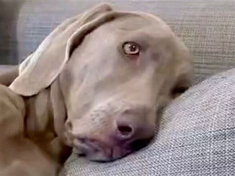 「犬じゃなくておじさんを育てている？」人間味溢れすぎな2匹のワイマラナーに、77万件のいいねと「たぶんおじワン」の声集まる サンキュ！