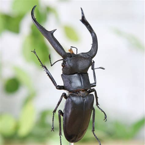 Giraffe Stag Beetle Insect Bug Entomology Taxidermy Bell Jar By Curated