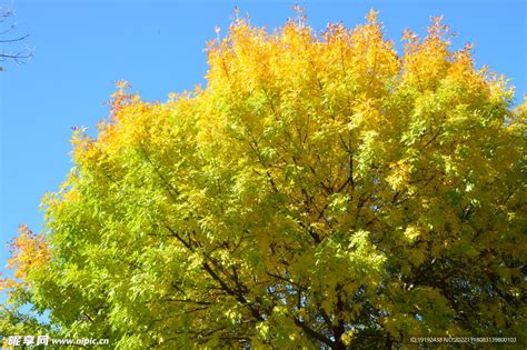 白蜡秋叶 摄影图 树木树叶 生物世界 摄影图库 昵图网