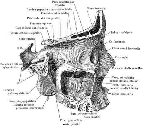 Pterygoid Fossa And Maxillary Sinus Clipart Etc
