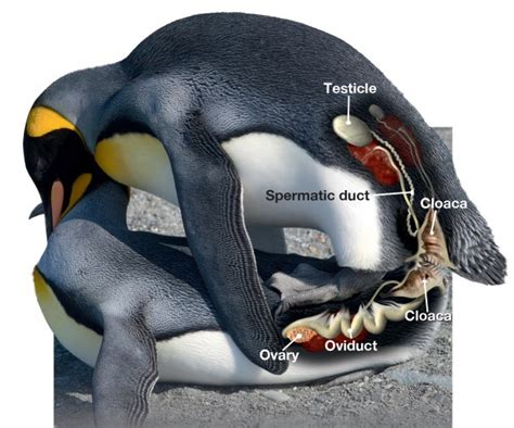 The Role Of The Cloaca In Bird Reproduction Nature Blog Network