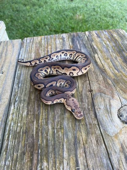 Cinnamon Clown Ball Python By Southern Roots Pythons