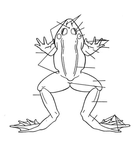 Compa Ana Frog External Anatomy Diagram Quizlet