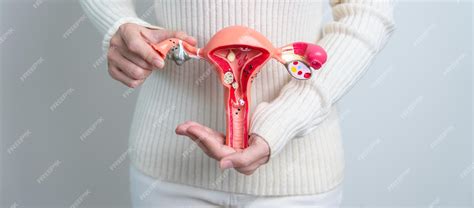 Premium Photo Woman Holding Uterus And Ovaries Model Ovarian And