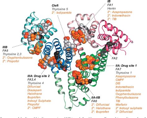 Figure 7 From Structural Basis Of The Drug Binding Specificity Of Human