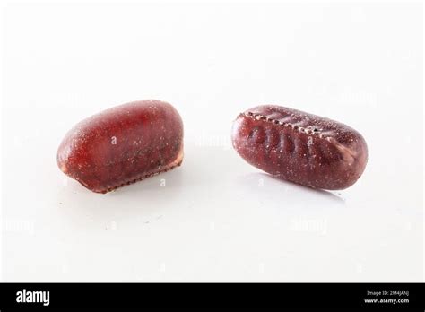 Cockroach Ootheca Casing Containing The Laid Eggs Of Cockroach From