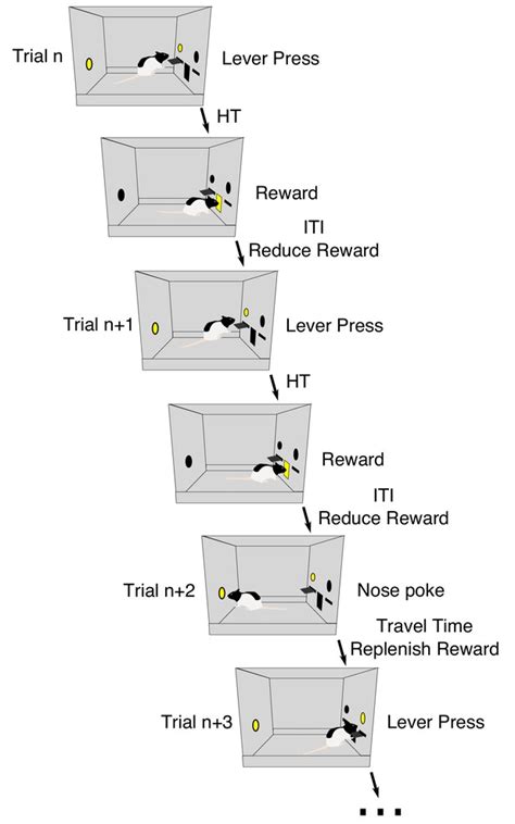 Figures And Data In Rats Exhibit Similar Biases In Foraging And Intertemporal Choice Tasks Elife