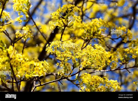 Spring Maple Tree Stock Photo Alamy