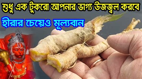 কাল পৌষের শেষ মঙ্গলবার সাথে রাখুন এই শিকড় ভাগ্য উজ্জ্বল হবে এটি হীরার
