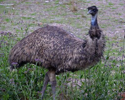 Best Jungle Life Emu Emu Pics And Emu Wallpapers