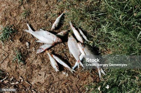 땅에 신선한 생선과 야외에서 녹색 잔디 최고 전망 낚시 취미와 레저 컨셉 0명에 대한 스톡 사진 및 기타 이미지 0명 개체 그룹 낚시 Istock