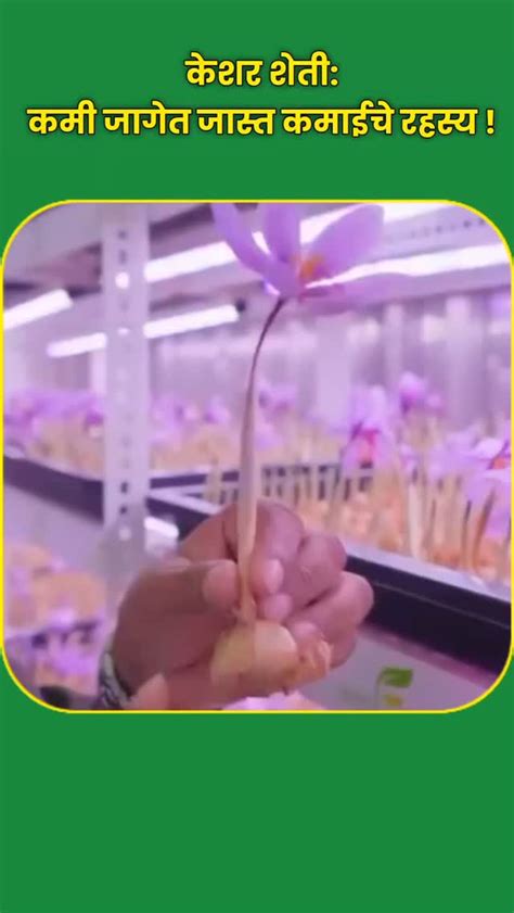 Instagram Video By शेतकरी Speak 🌾🗣️ • Mar 25 2025 At 827 Pm