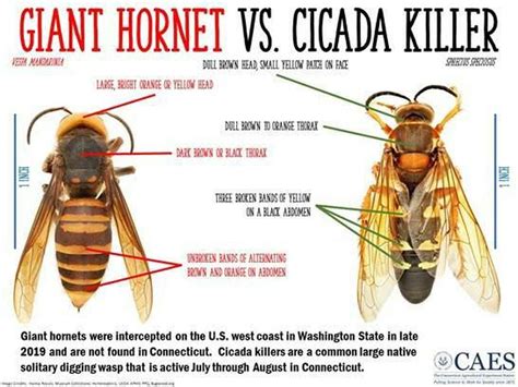 New Haven Scientists Large ‘cicada Killer Wasp Is Not A ‘murder Hornet