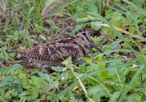 The Eurasian Woodcock 10000 Birds