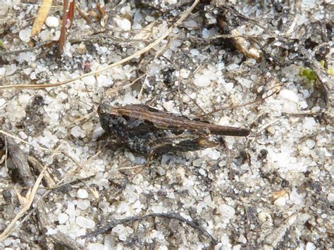Tetrigidae 1 Friends Of Queens Park Bushland