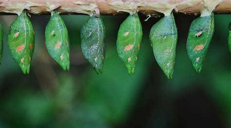 Revolutionizing Cultivated Meat Production Cocoon Biosciences