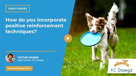 How Do You Incorporate Positive Reinforcement Techniques In Your Dog