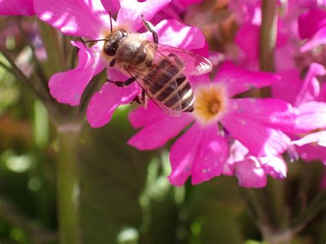 サクラソウに訪花するミツバチ達