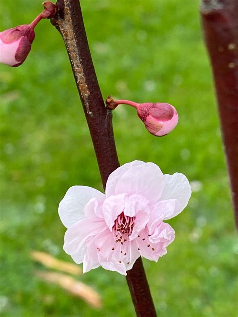 Anna Ngoc Le On Linkedin If The Spring Is All Year Round We Will Take