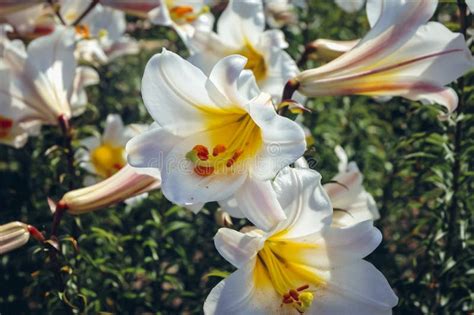 Regal Lilies In Garden Stock Image Image Of Liliers 203250811