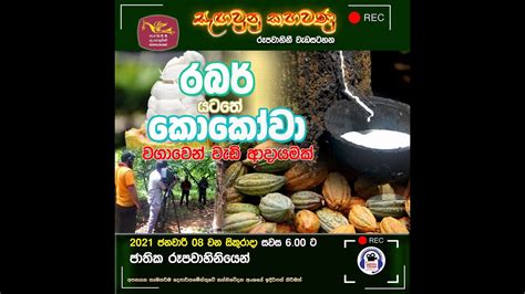 රබර් අතර කොකෝවා වගාව Youtube